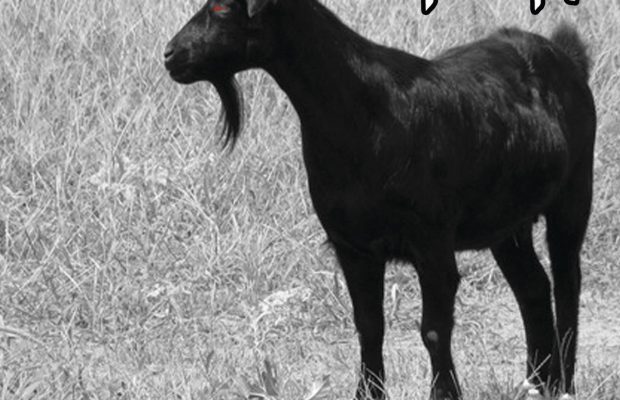 Goatmaster - Indonesian power metal band - are the Ones God Left Behind ...