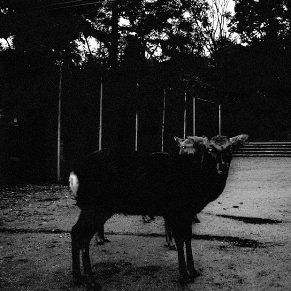 Hardcore Punk Band SIAL Return With a Track Off Upcoming 7" - So Good ...